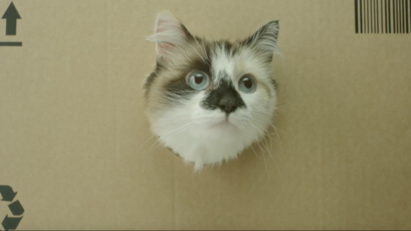 Markenvielfalt – Netto schickt Katzen auf Kundenfang | Produkte die Sie ...